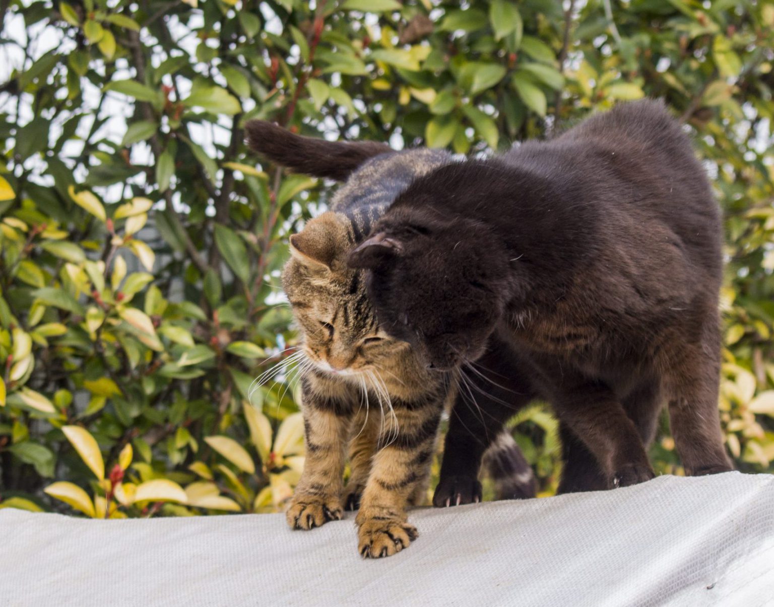 Il gattile - Enpa | Voghera